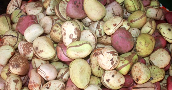 About Health: Kola nut