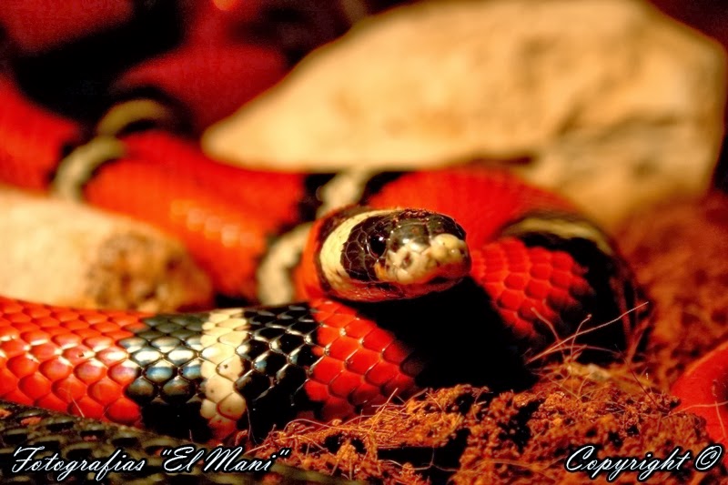 Fotografias: El Mani - Pictures: Falsa Coral (Lampropeltis Triangulum).