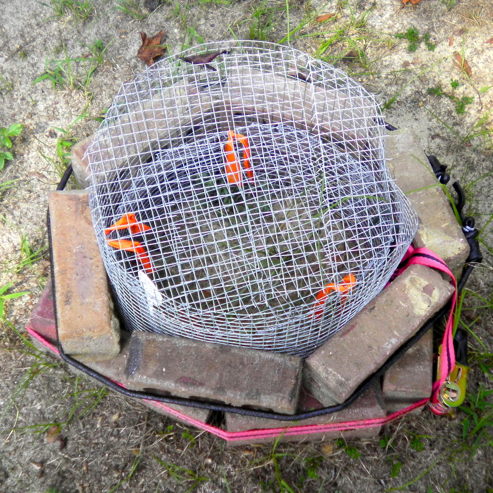 Aut-2B-Home in Carolina: Juggling TWO Chatterboxes and NINE Wee Turtles