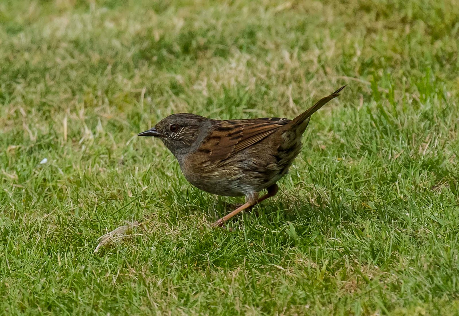 NI Bird Pics: Cecil Smyth - Dunnock & Buzzard