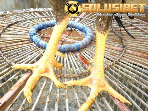 Keunggulan Ayam Bangkok Klewu - Panduan Cara Main Sbobet Keunggulan Ayam Bangkok Klewu - Panduan Cara Main Sbobet