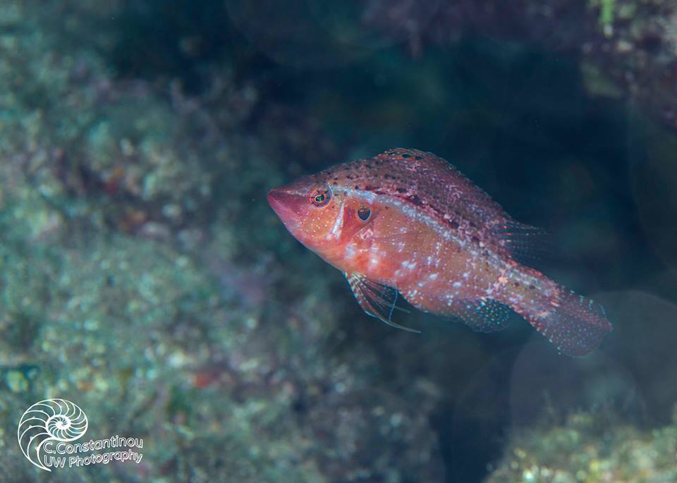 Biodiversity of Cyprus by NGO Protection of the Natural Heritage and ...