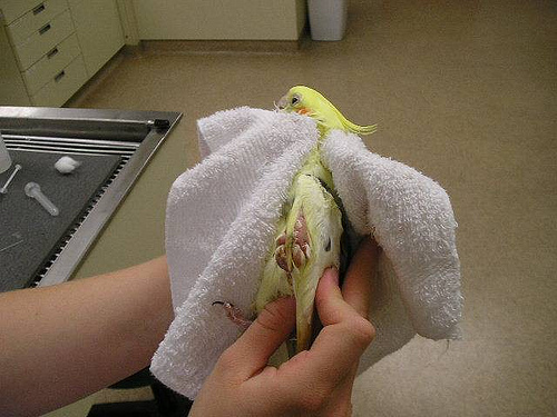 How to Know If Your Cockatiel Has Broken a Blood Feather