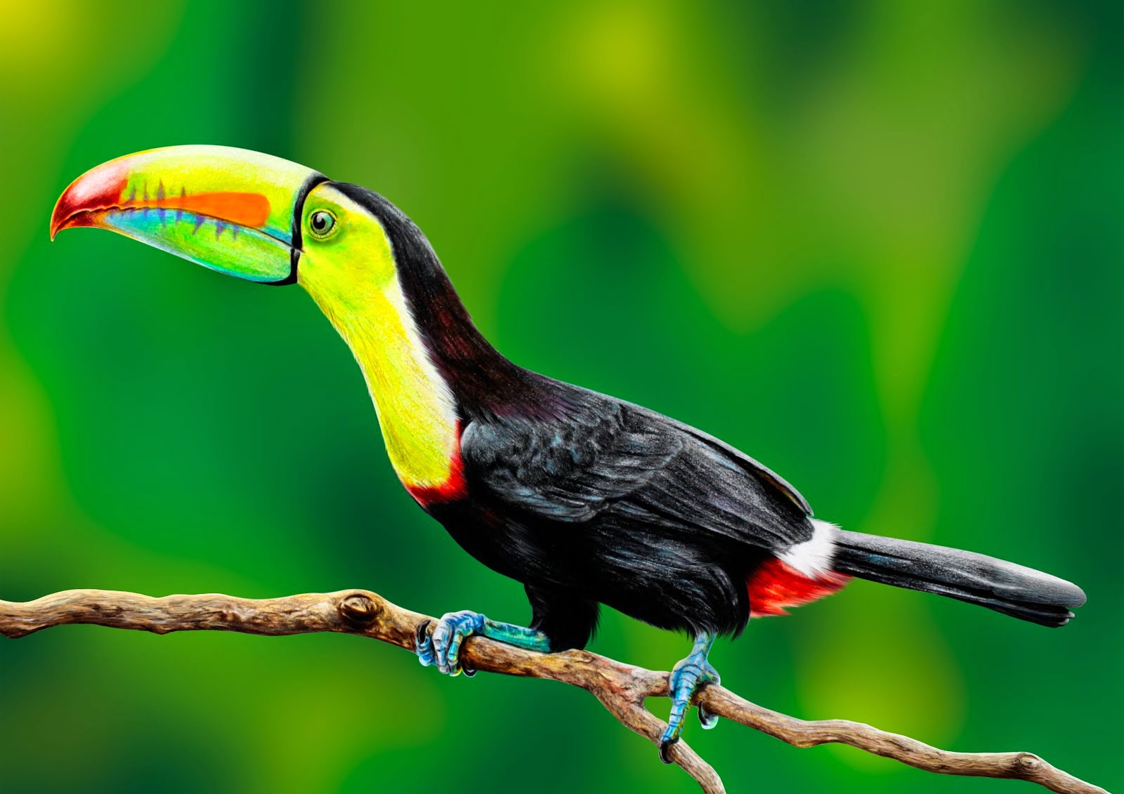 El Tucán Pico Iris - Diego Alejandro Espitia Arias