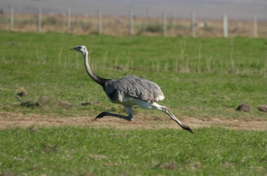 Caliandra do Cerrado: Ema - uma ave do cerrado