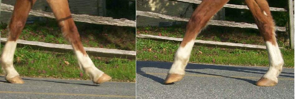 Ocurrencias hípicas: BIOMECÁNICA: LA PISADA DEL CABALLO Artículo ...