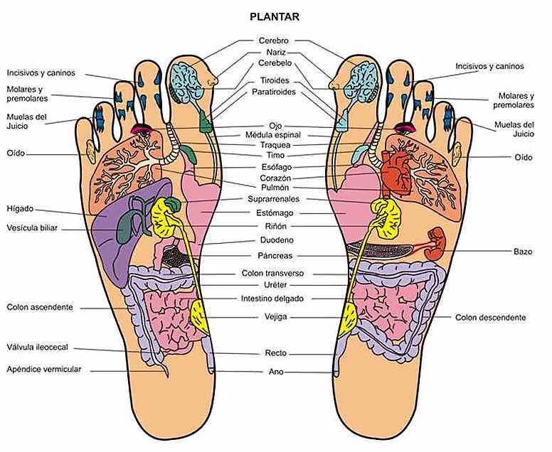 Curso Intensivo de Reflexología Podal, por Cristina Inglés - Magazine ...