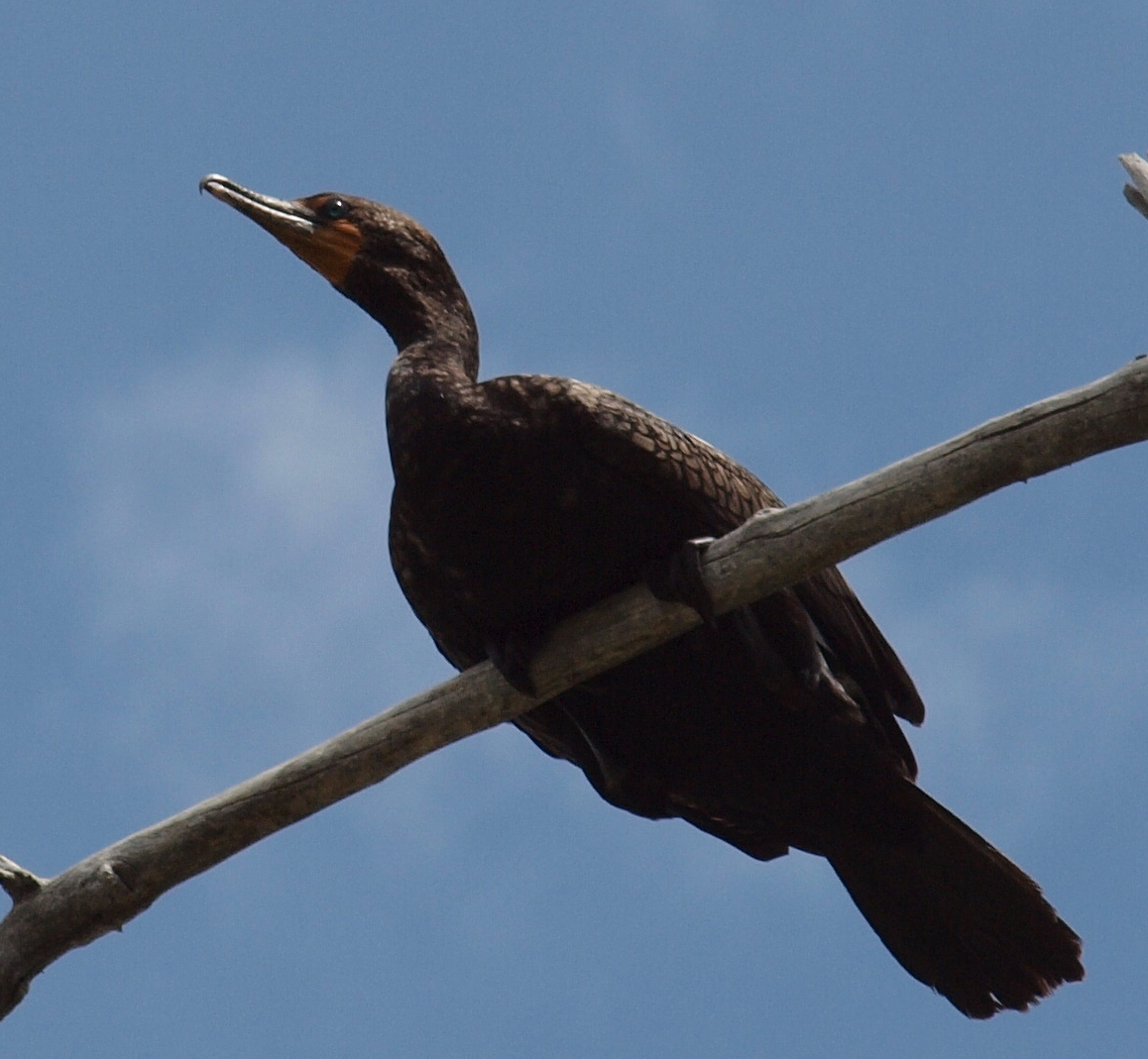 Birding Is Fun!: Double-crested Cormorant
