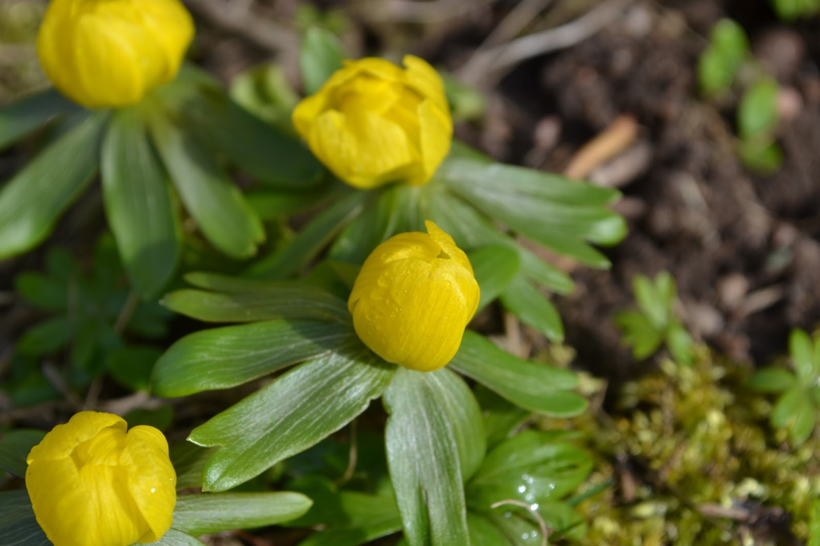 WESSINGE SOLGLIMTAR: Vårblommor!