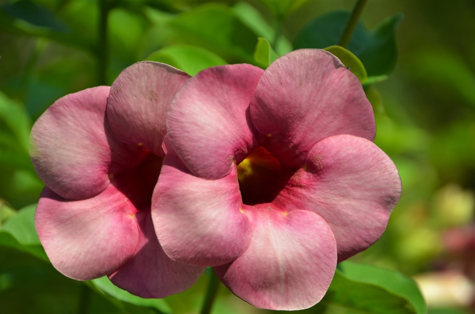 FLORACIONES EN MÁLAGA Y MÁS: Flora ornamental de India