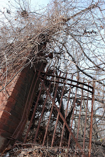 Jessica Collins Photography: The forgotten Boyce Thompson Institute