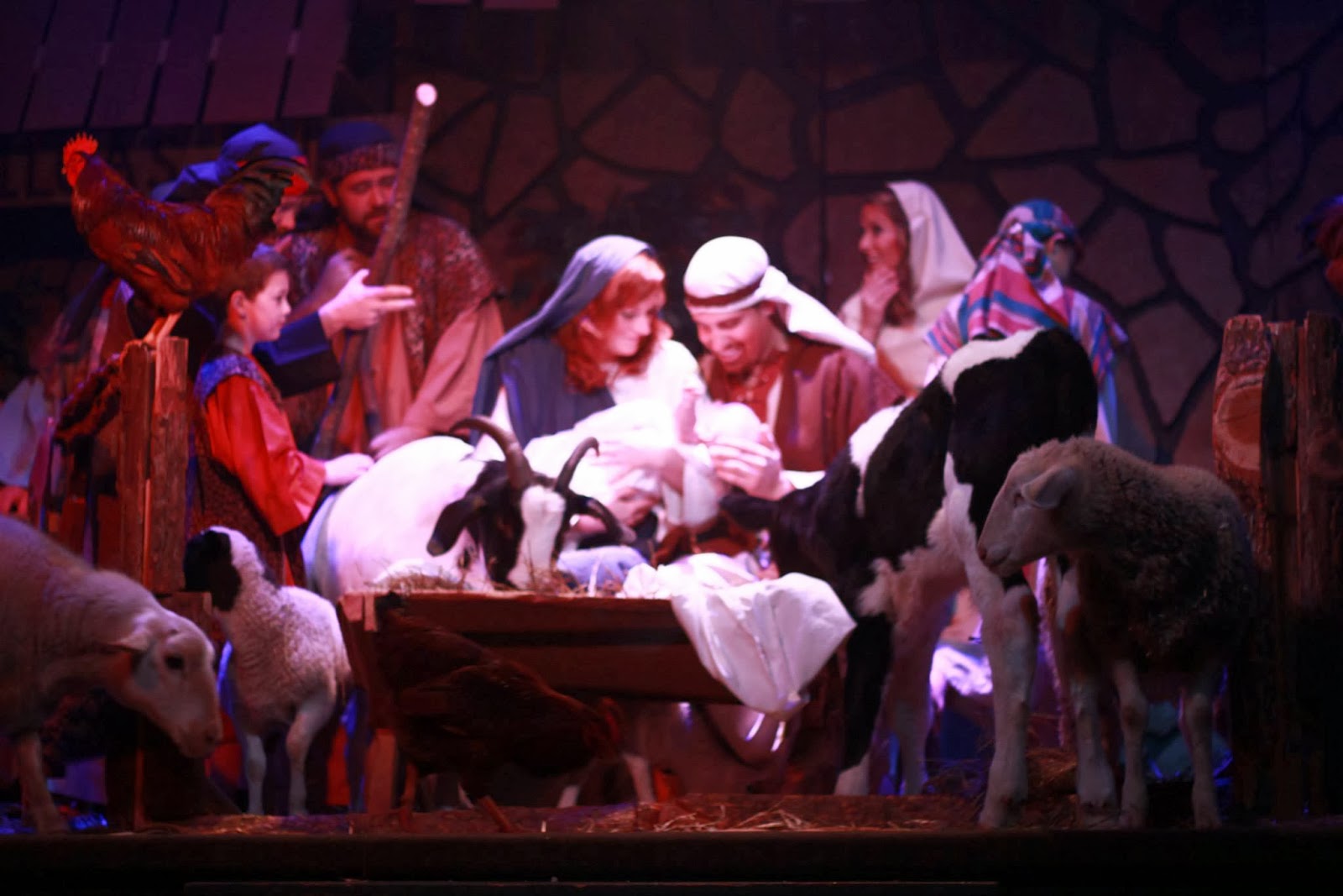 The Garraway Family Adventures: 2013 Live Animal Christmas Play