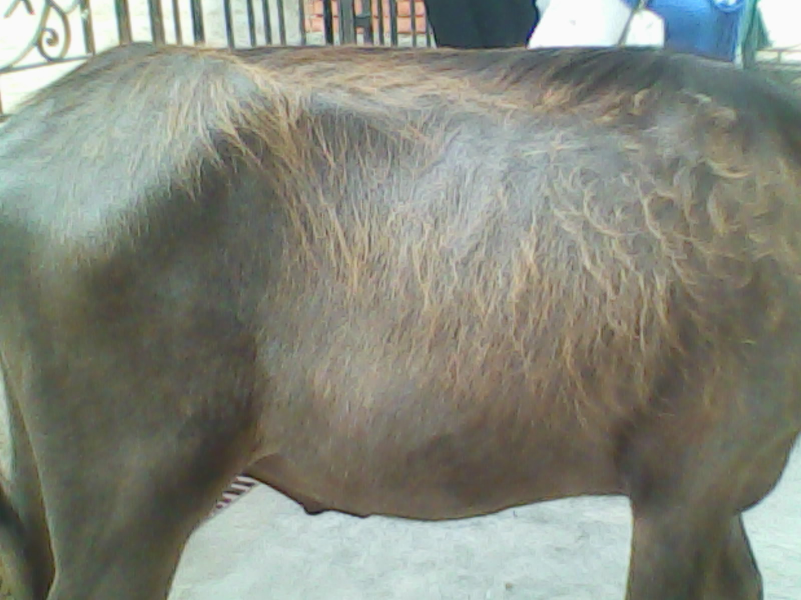 Vet.kingdom: abomasal impaction