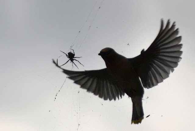 Woods Walks and Wildlife: Warblers and Waxwings and Wasps (and More)