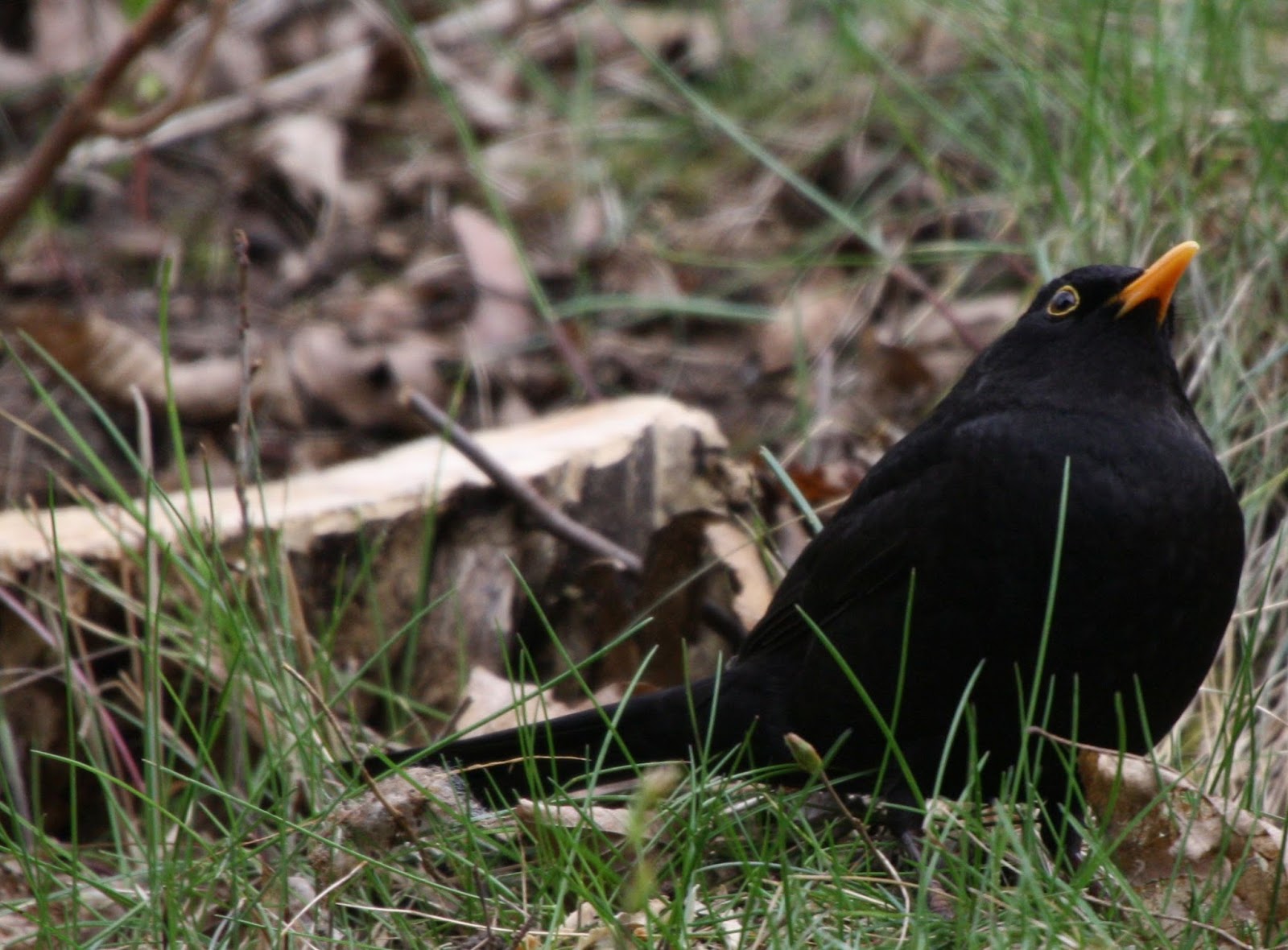 SuzuFA: Webprojekt soll Amseln dazu bringen Beethoven zu zwitschern