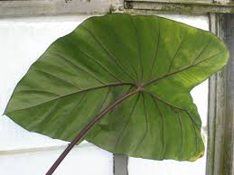 Hoja Peltada (peltata): - Botánica integra