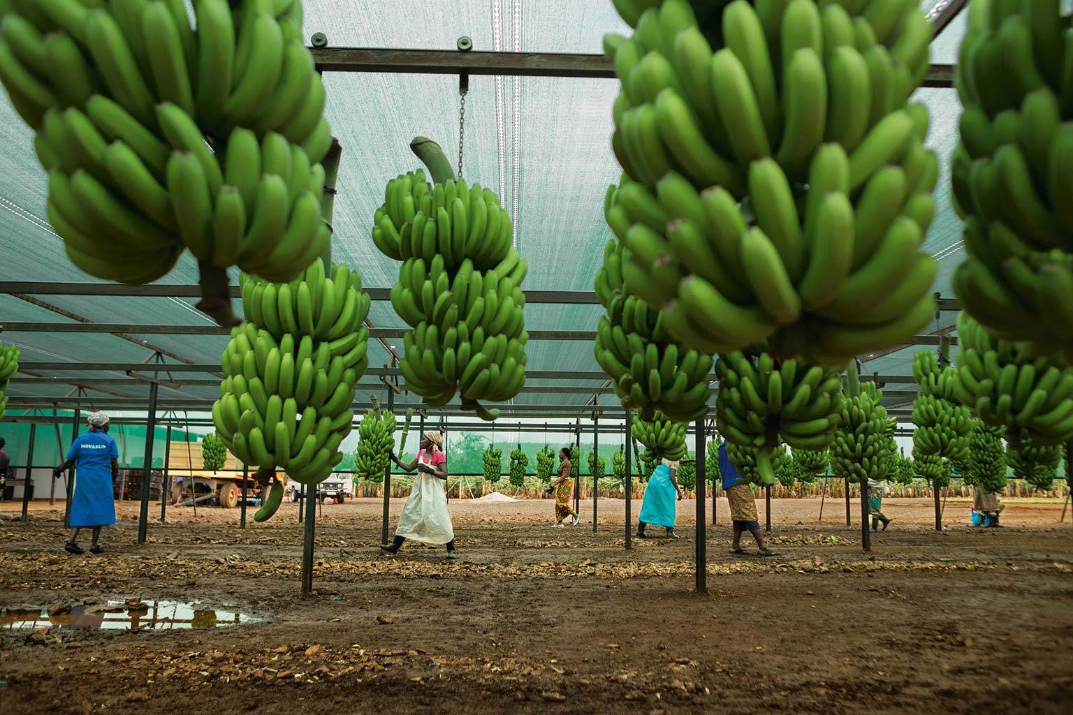 KILIMO BORA CHA MIGOMBA