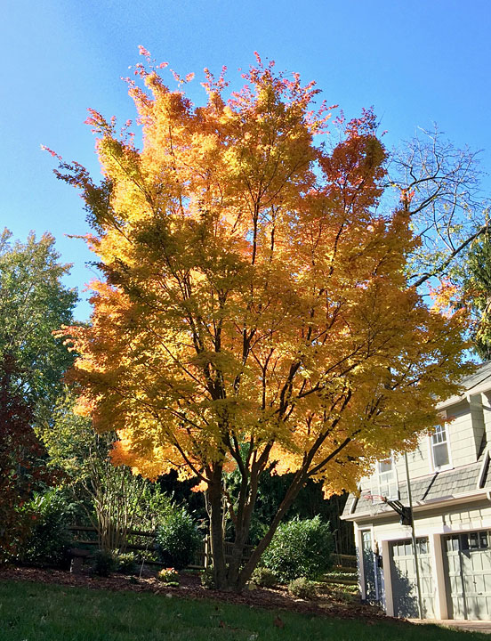 A luminous Japanese maple