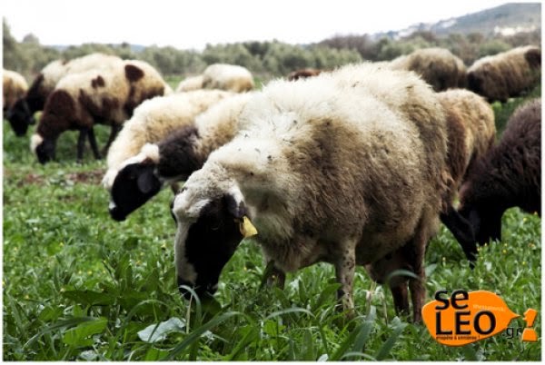 ΑΝΗΣΥΧΟΙ ΟΙ ΚΤΗΝΟΤΡΟΦΟΙ! ΕΞΑΠΛΩΘΗΚΕ Η ΝΟΣΟΣ ΤΟΥ ΚΑΤΑΡΡΟΪΚΟΥ ΠΥΡΕΤΟΥ ...