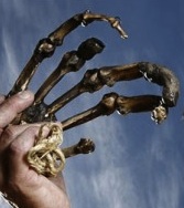 Edge of Law: What's worse? Owning a Yeti hand or Stealing a Yeti hand?