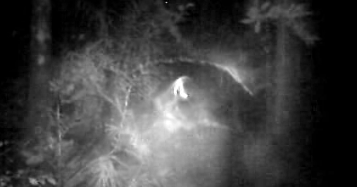 Yowie Caught On Trail Camera? ~ The Crypto Crew