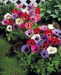 Anemone: The Wind Flowers | Flowers