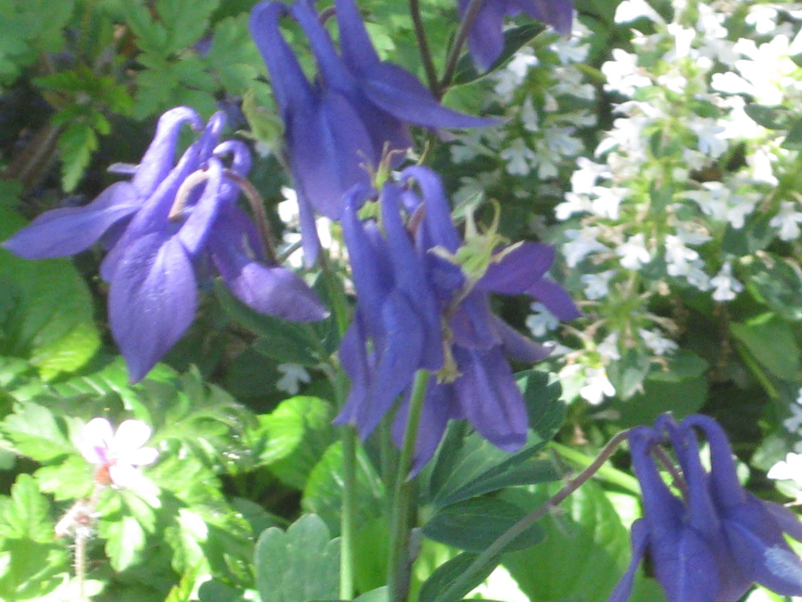 The Fat and the Skinny: Commemorating Mom: Mother's Day Giveaway!