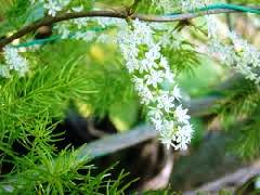 Health Benefits of Shatavari (Asparagus racemosus) |HerbHealtH