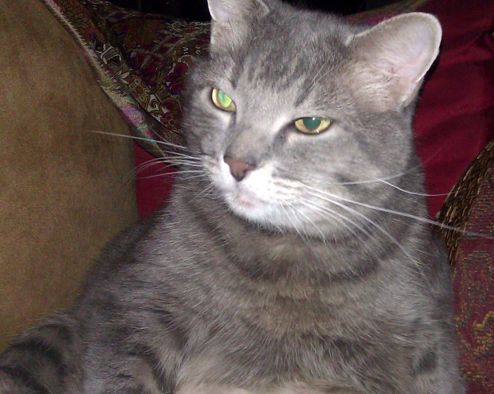 The Voluptuous Table: Running with the big, er, cats