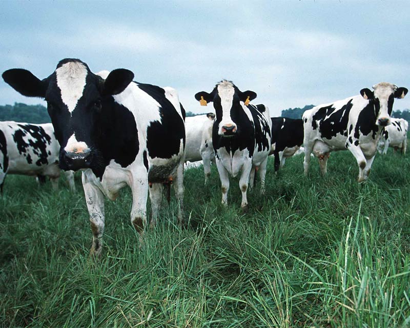 Ternak Sapi Perah Menguntungkan Bila Pemilikan Minimal 6 Ekor | Alam Indah