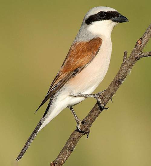 Red-backed shrike images | Birds of India | Bird World