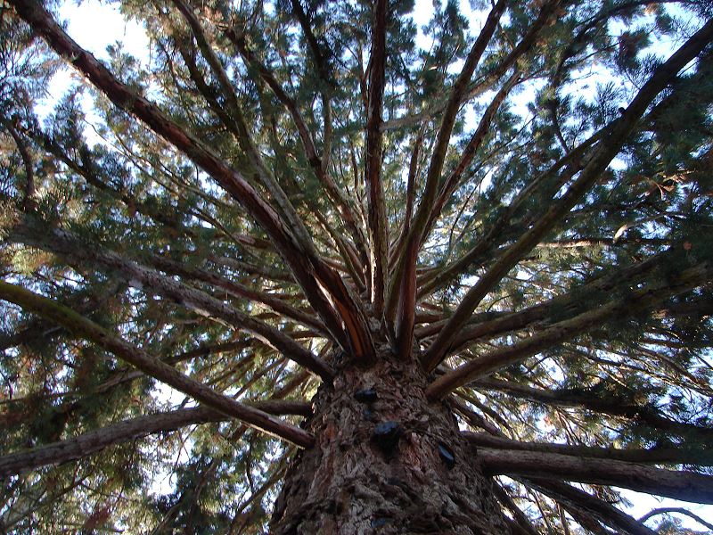 Snap Happy Birding: Ballarat Botanic Gardens, Victoria