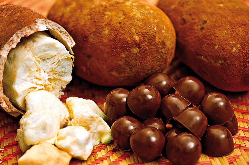 Cupuaçu- Theobroma grandiflorum L. | Natureza Bela