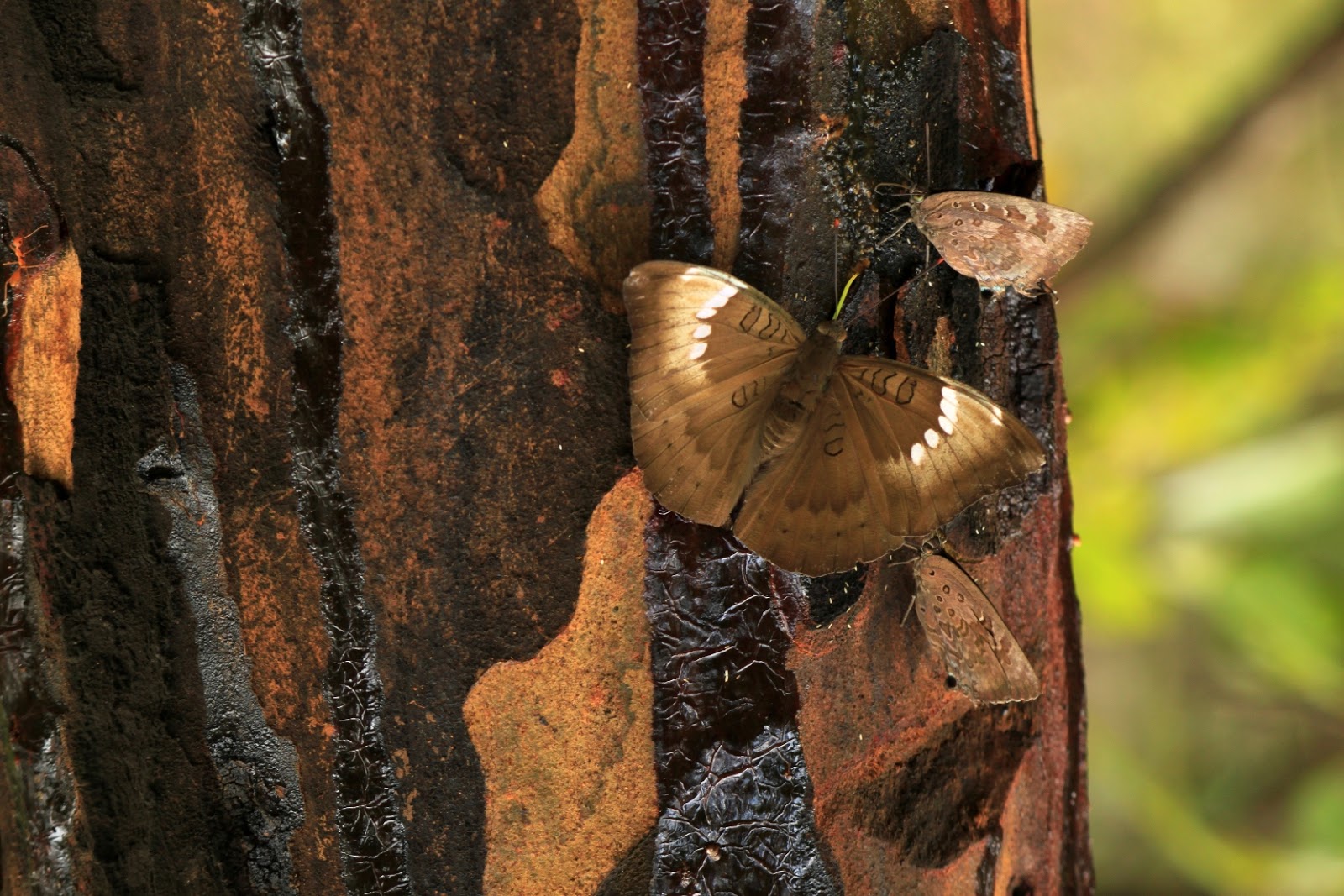 Winged jewels: Butterflies feeding on tree sap