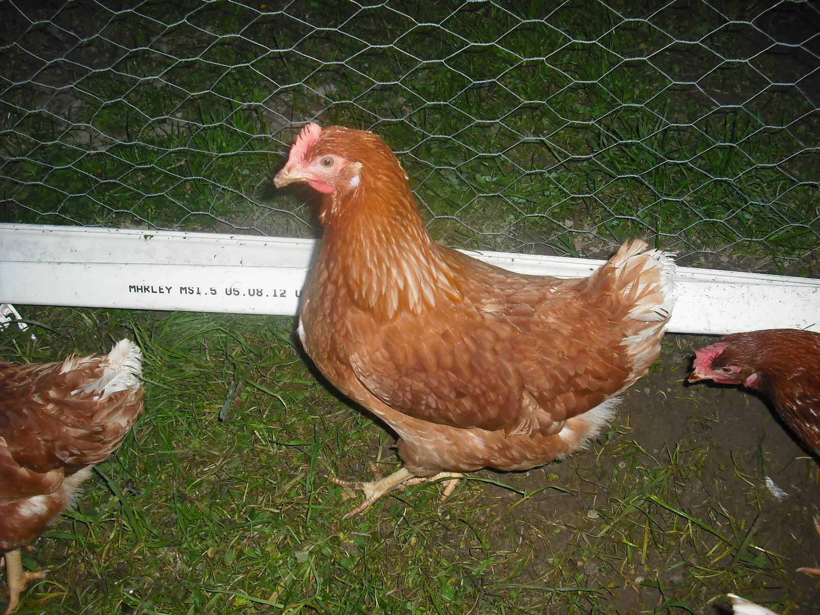 Raising Country Kids: The solemn business of naming your chicken