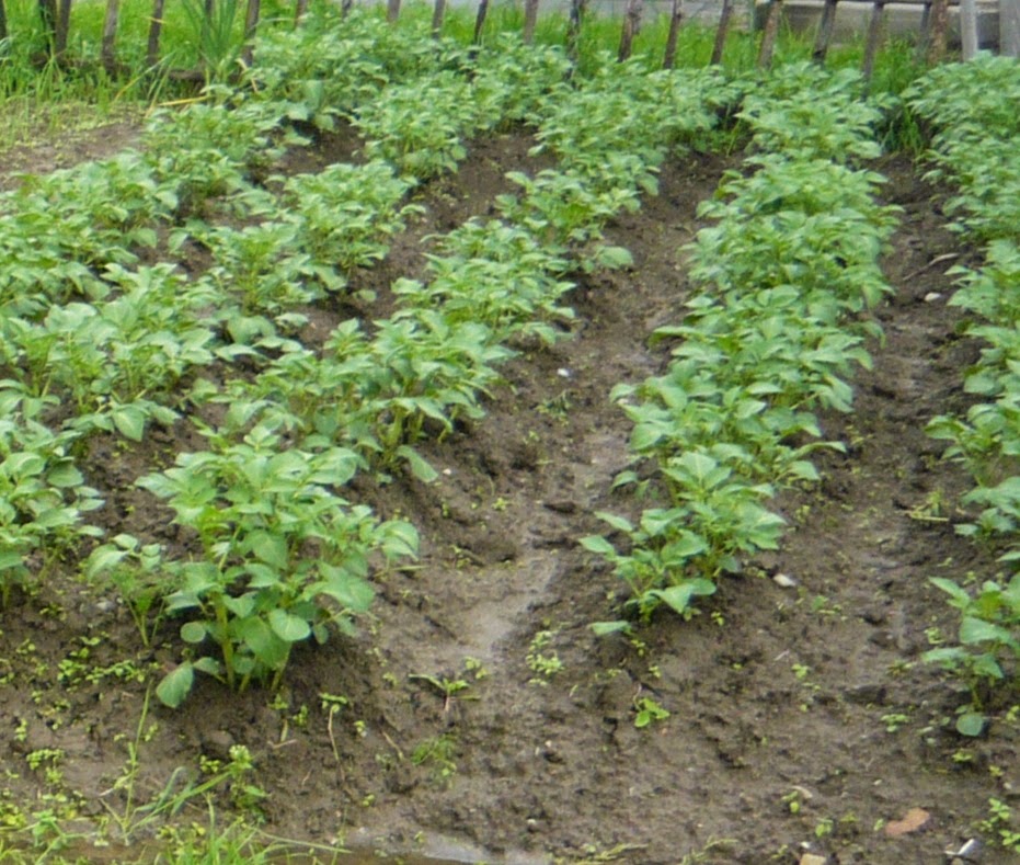 Bylinky ze Salaše: Lilek brambor, též brambor obecný či brambor hlíznatý