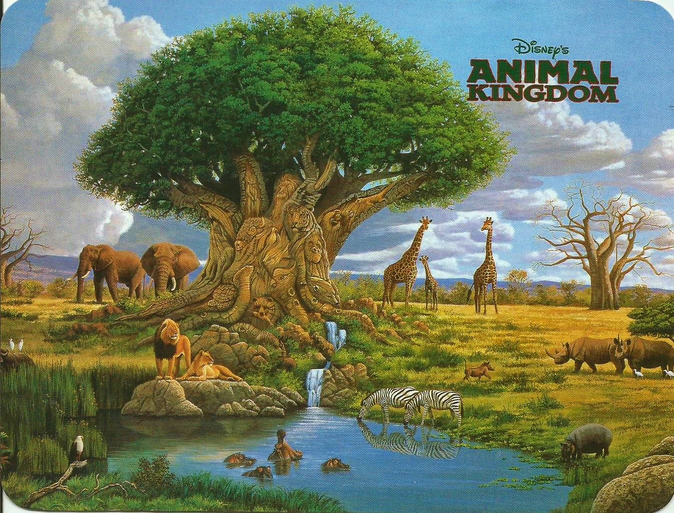 Disney Vacation Kingdom: Animal Kingdom Postcard