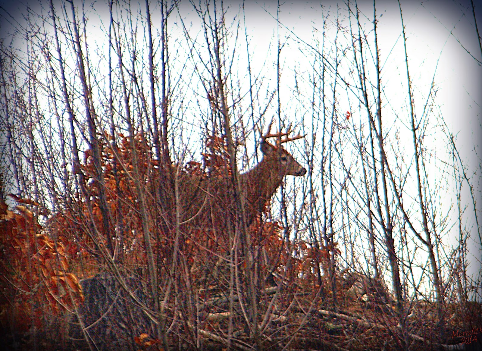 ' Rantz: That there is a New Hampshire Buck