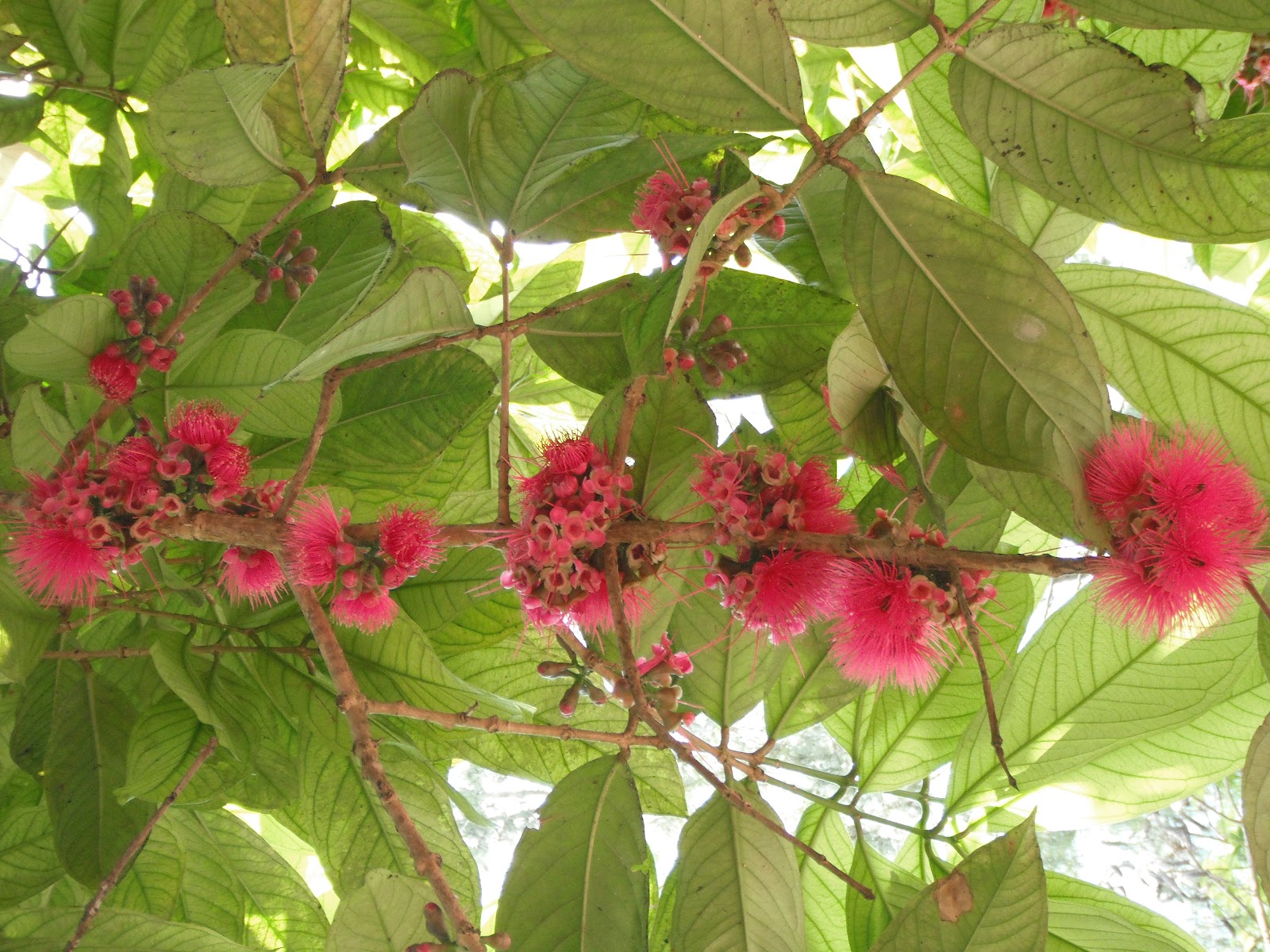 Estudio de la naturaleza: Arbol de Pomarosa (rose-apple)