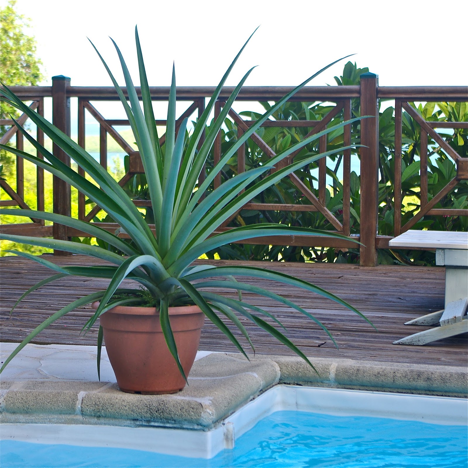 Persil et oignon pays: Ananas en pot