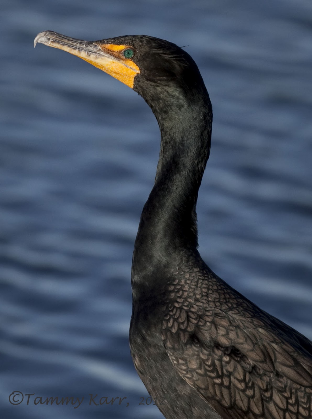 Birding Is Fun!: Touring the Trail