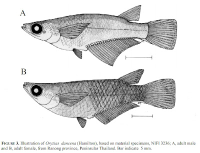 Species New to Science: [Ichthyology • 2009] A revised taxonomic ...