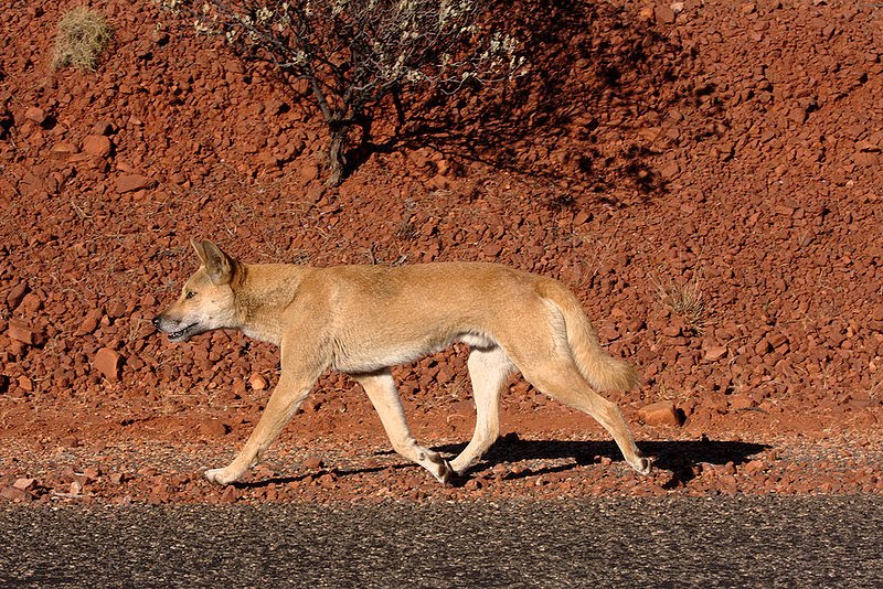Centre for Fortean Zoology Australia: Did dingoes play a role in ...