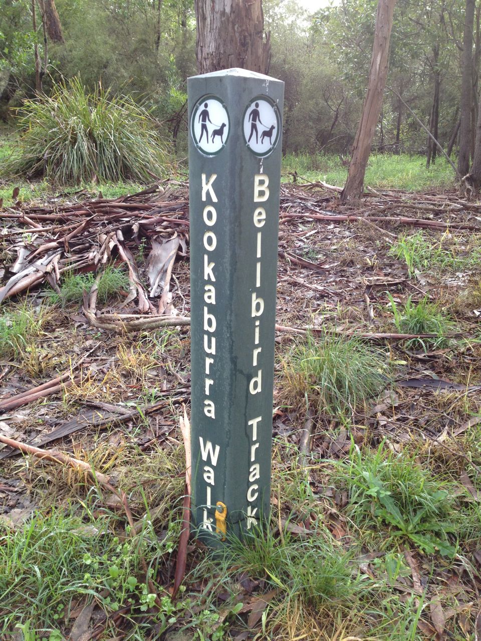 Pete's Flap Birding Aus: Bellbird Dell