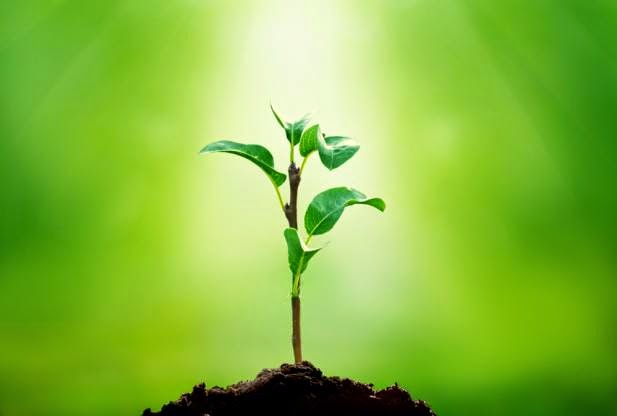 hidatoda: Tumbuhan dan Serat. Apa Hubungannya?