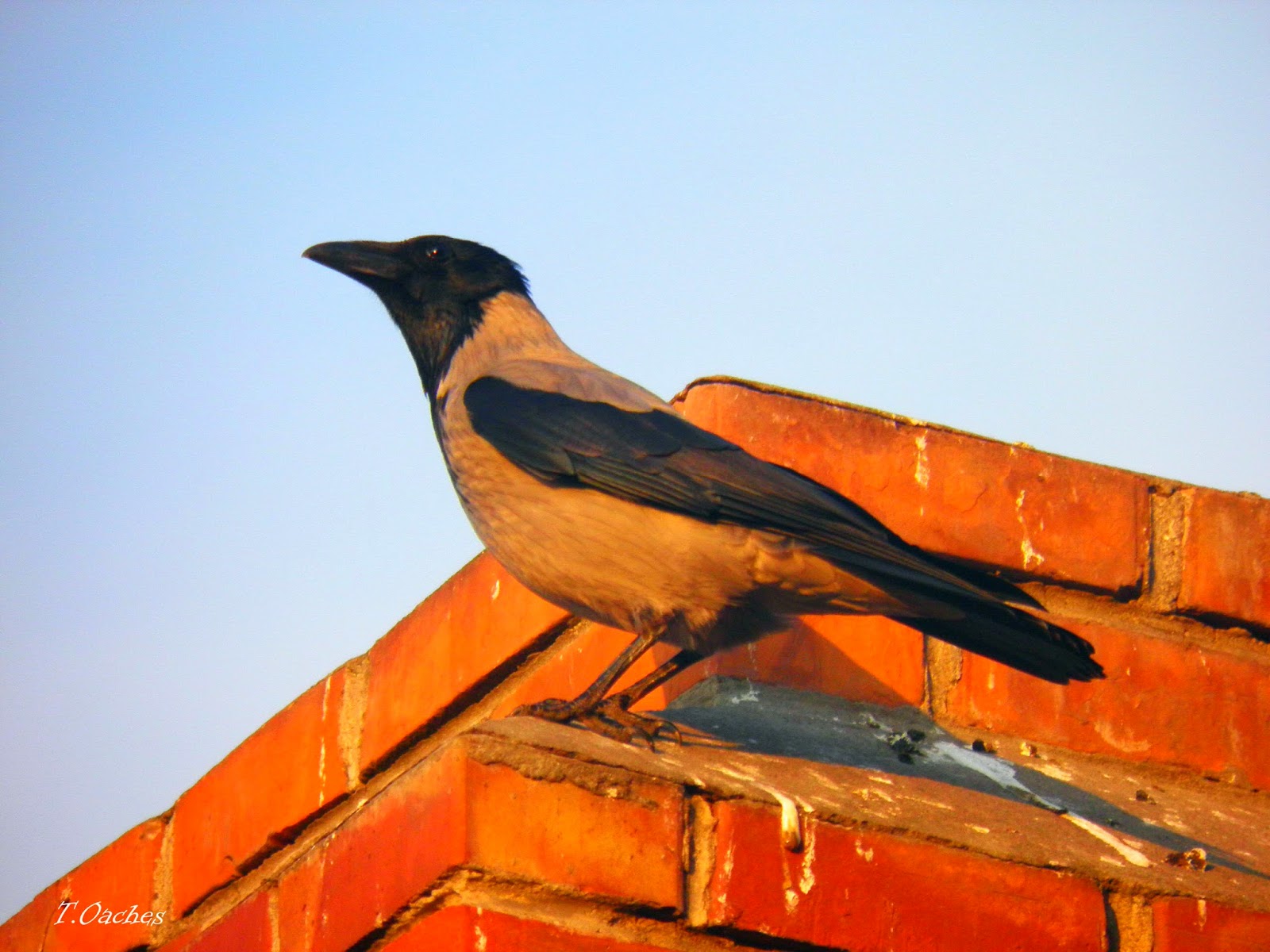 PASARI DIN ROMANIA: CIOARA GRIVA, Corvus cornix