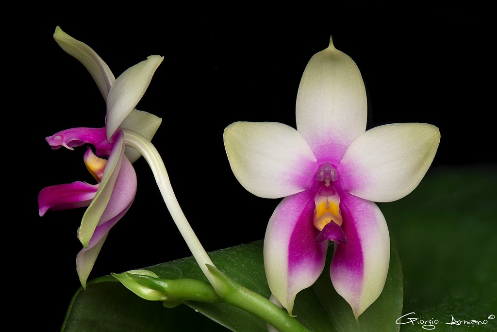 Phalaenopsis bellina care and culture | Travaldo's blog