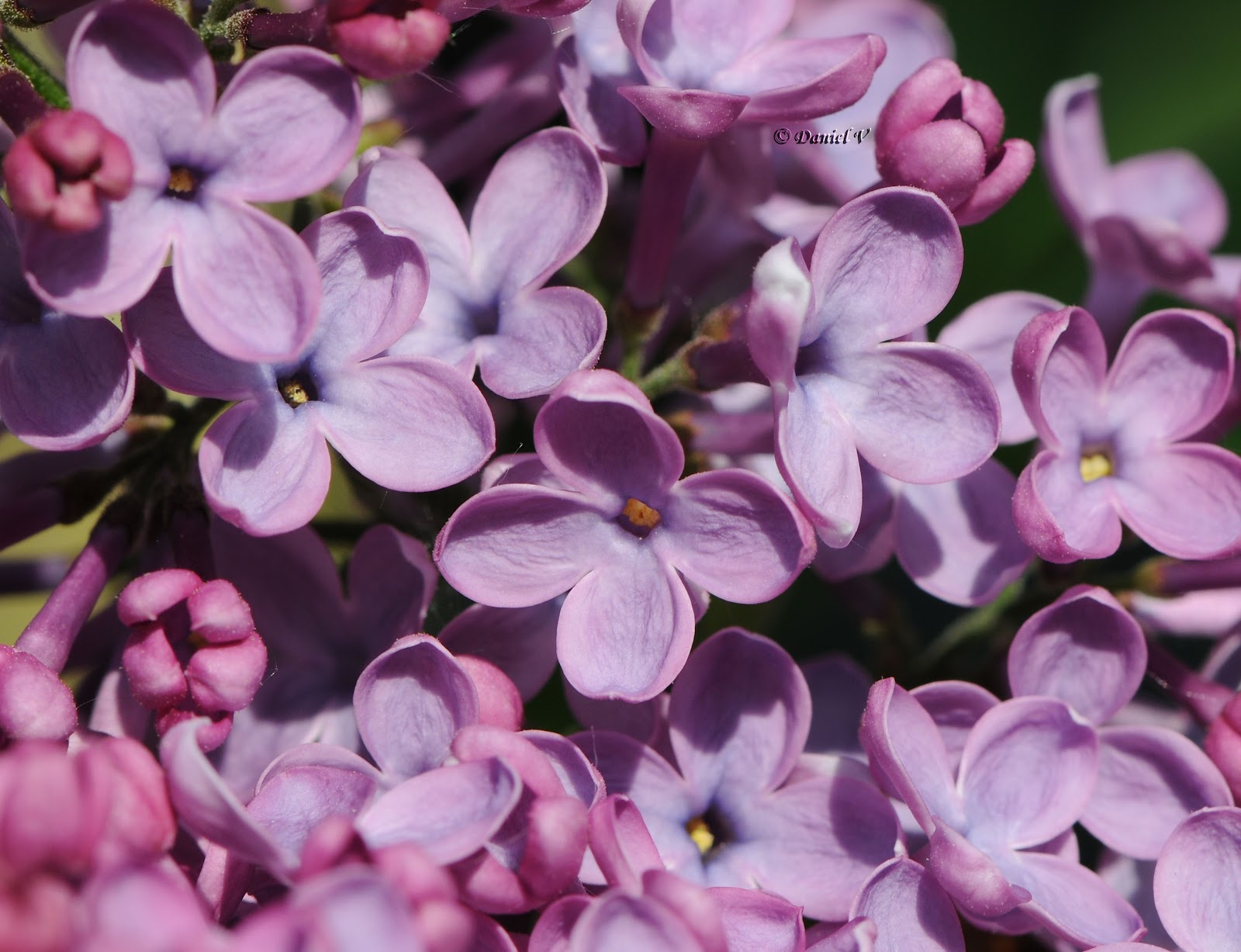 Macrophoto plaisir passion: Le lilas commun, syringa vulgaris
