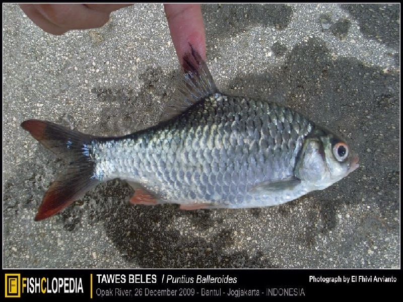 Budidaya Ikan Tawes (Puntius Javanicus) Wader Atau Putihan - cara ...
