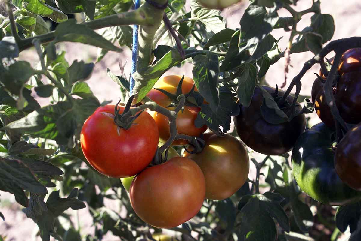 Vida natural en Hormaza: Tomates de racimo